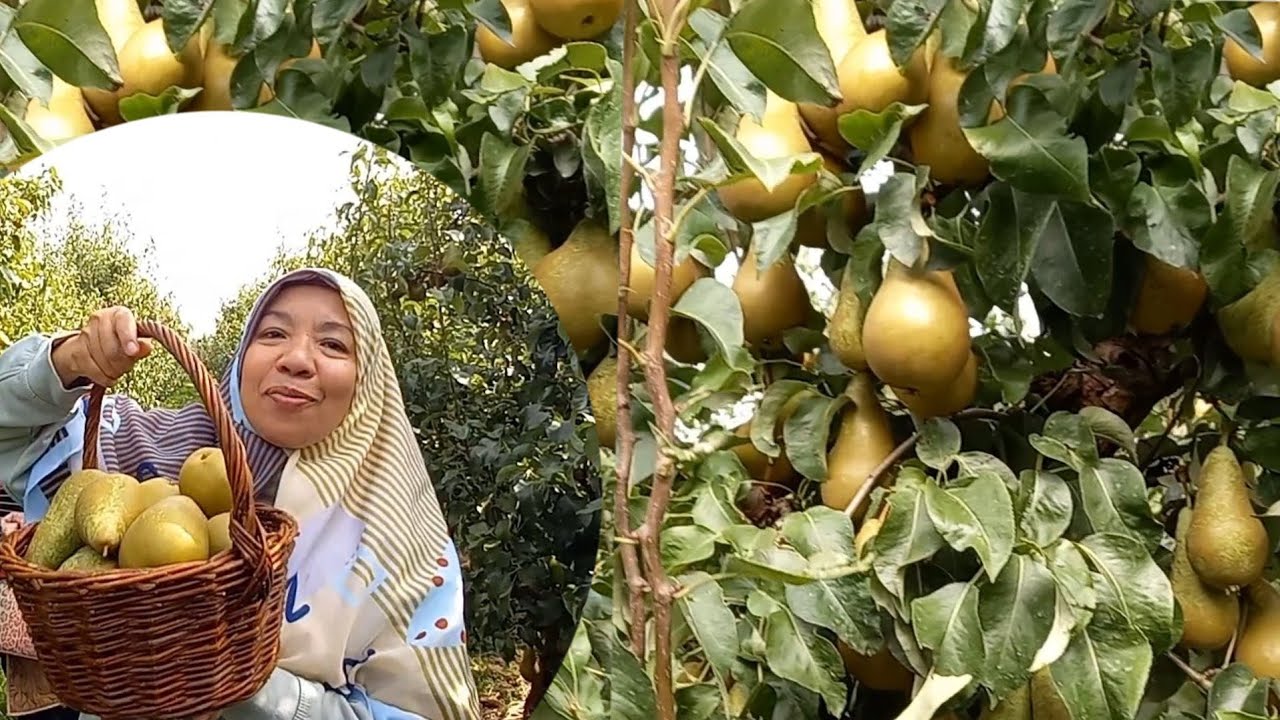 PANEN BUAH PEAR MANIS MADU KUNING EMAS - YouTube