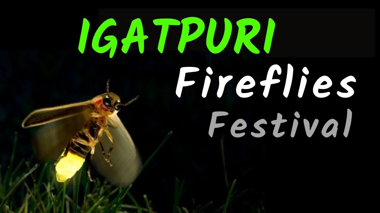 Igatpuri Fireflies Festival 2025 | Mischief Treks | Camping | Mumbai ...