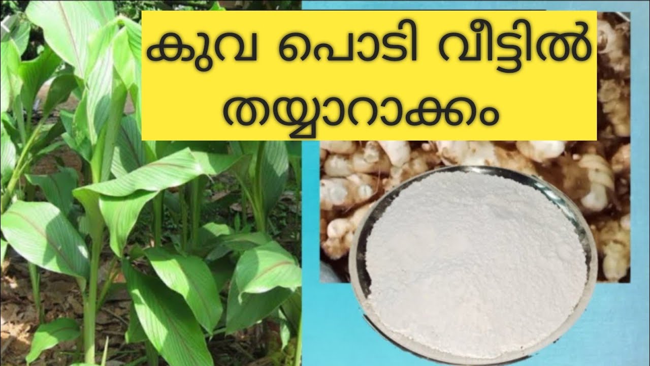 How To Prepare Arrowroot Powder At Home Koova Podi YouTube how-to-prepare-arrowroot-powder-at-home-koova-podi-youtube