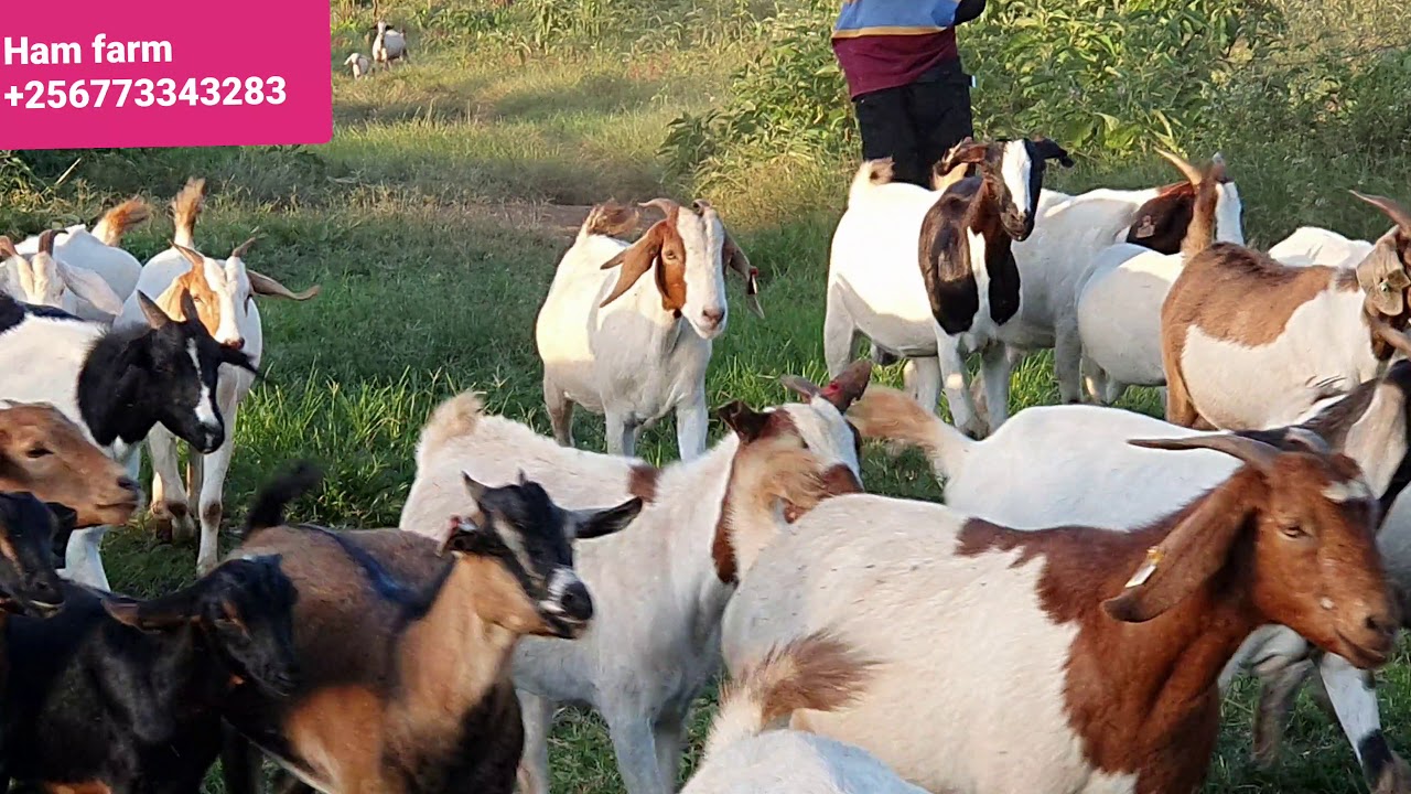 Locals goats are good breeds but needs alot of time to reach maturity ...