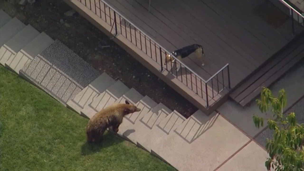 Dog & Bear Chase Ends In Standoff - YouTube
