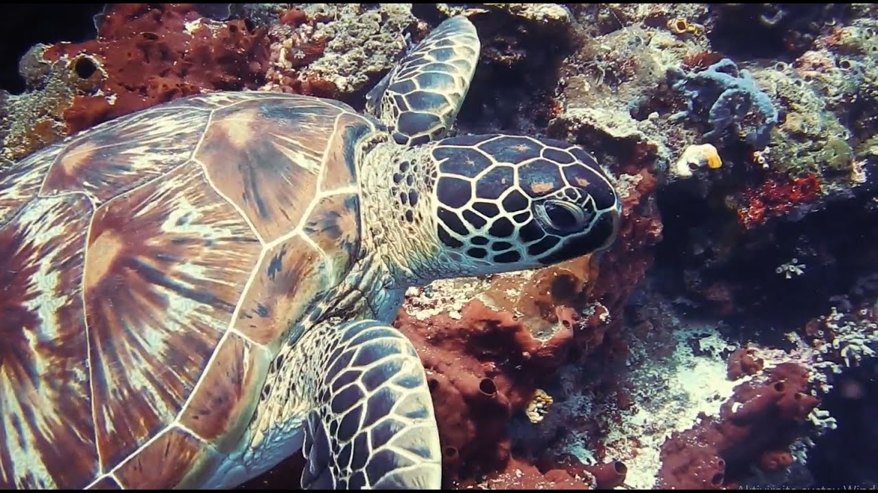 Sea turtle´s life | Relaxing Music | Nature sea sound - YouTube