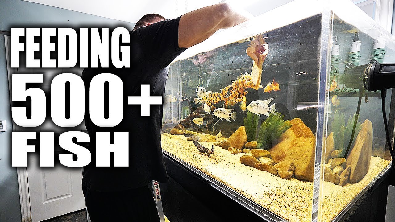 FEEDING 500+ FISH!!! | The King of DIY - YouTube