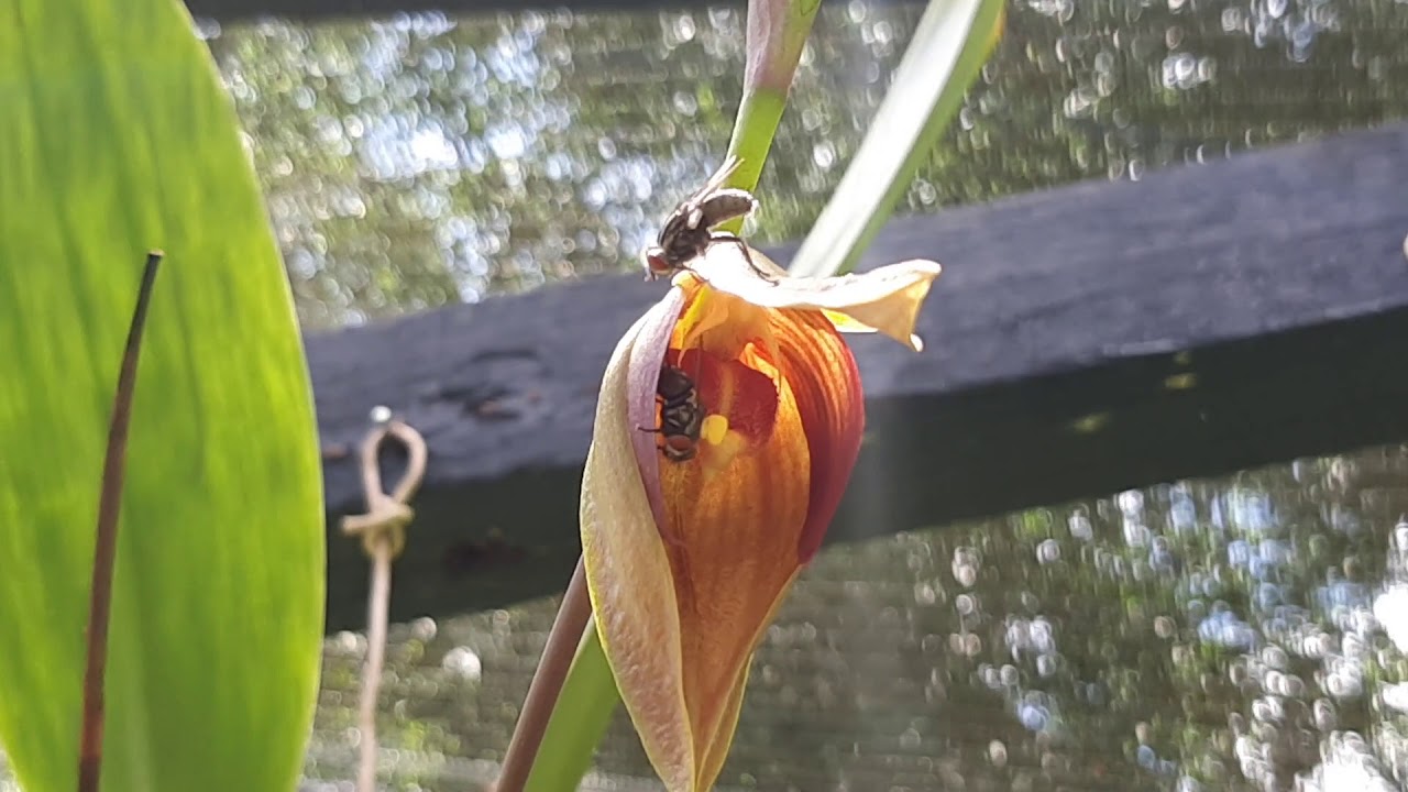 Rare Occasion! Bulbophyllum mandibulare pollination by housefly - YouTube