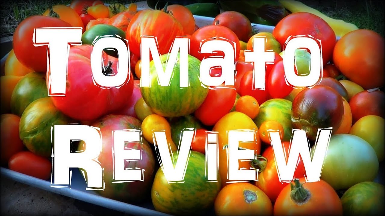 Tomato Review in the Summer Garden - YouTube