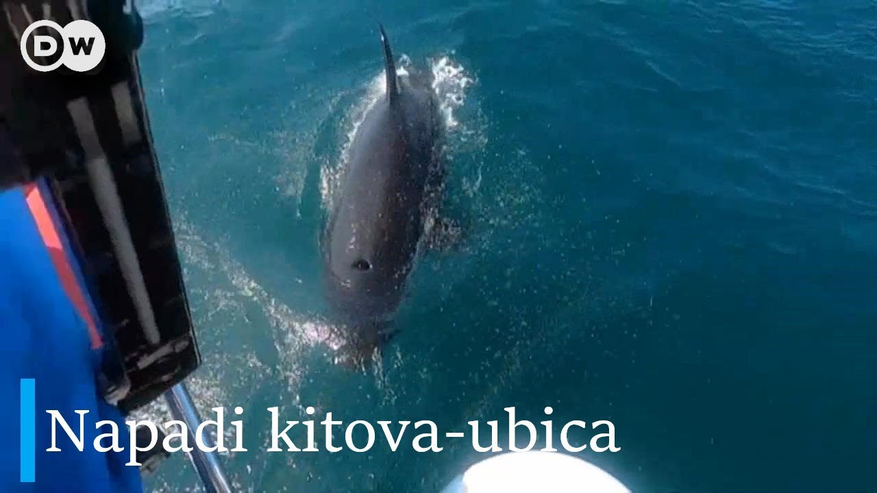 Kitovi-ubice „kao da su skroz poludeli!“ - YouTube