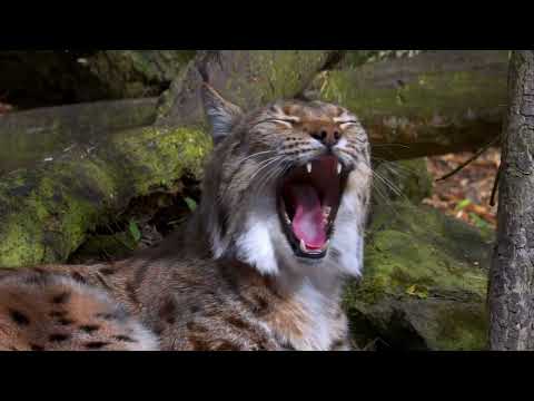 Cosmic Love | One Life, Infinite Forms (VERA INTENT)