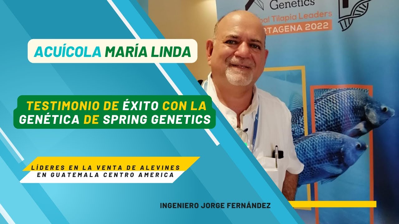 TESTIMONIO DE ÉXITO CON LA GENÉTICA DE SPRING GENETICS - YouTube