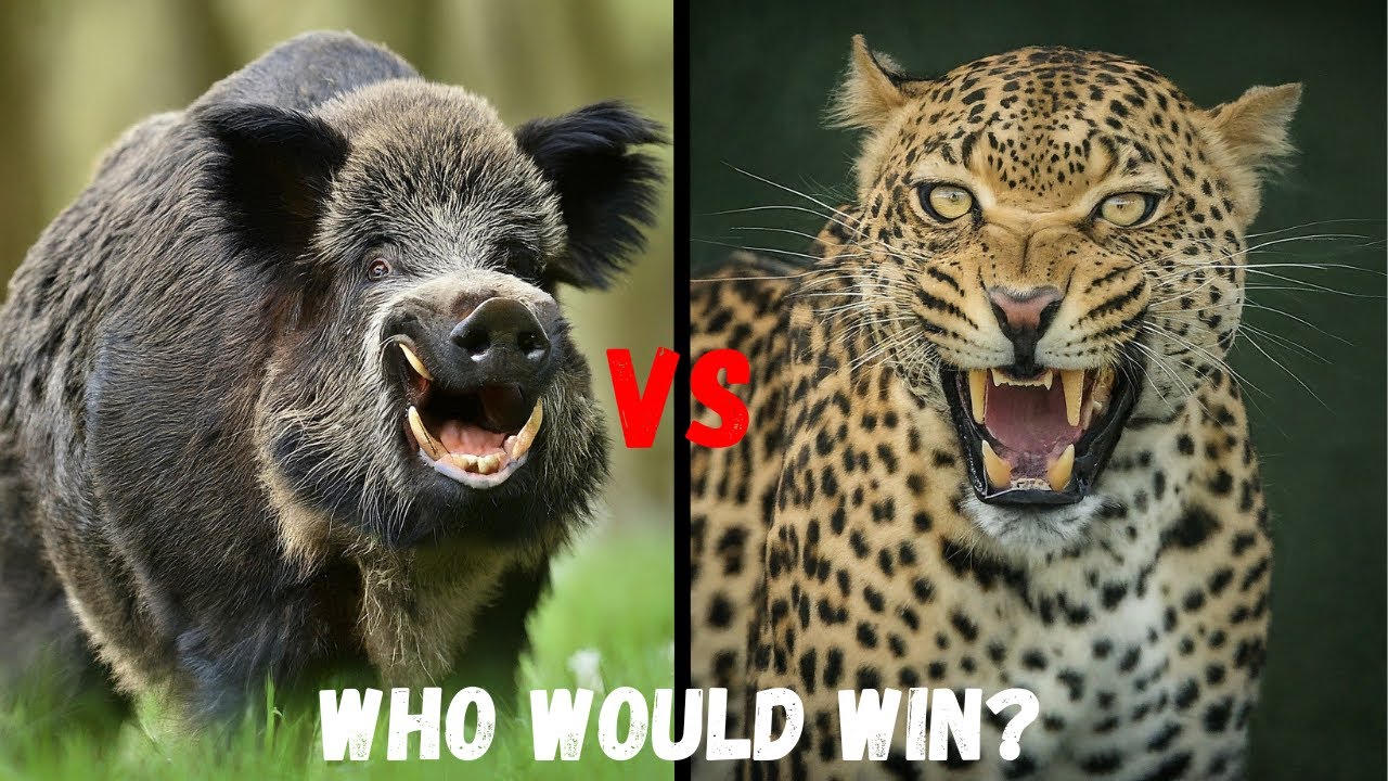 LEOPARD vs WILD BOAR - 1 VS 1 Who Would Win? - YouTube