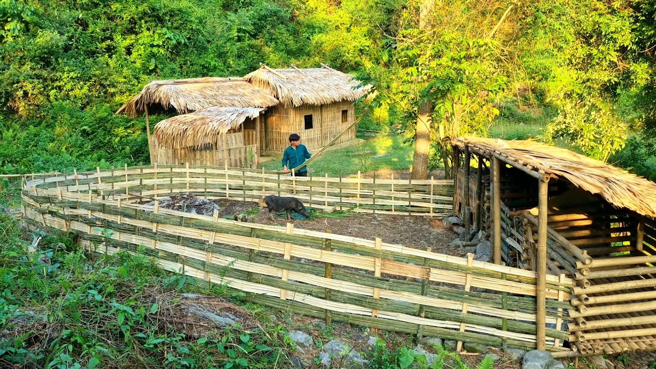 How to building a bamboo fence for pigs 2022, Farm life - Ep. 34 ...