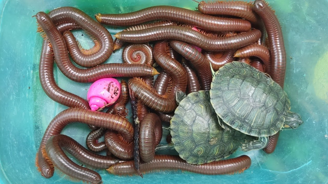 Menemukan Bekicot Pelangi, Kerang Laut, Kerang,Kelomang,kaki Seribu ...