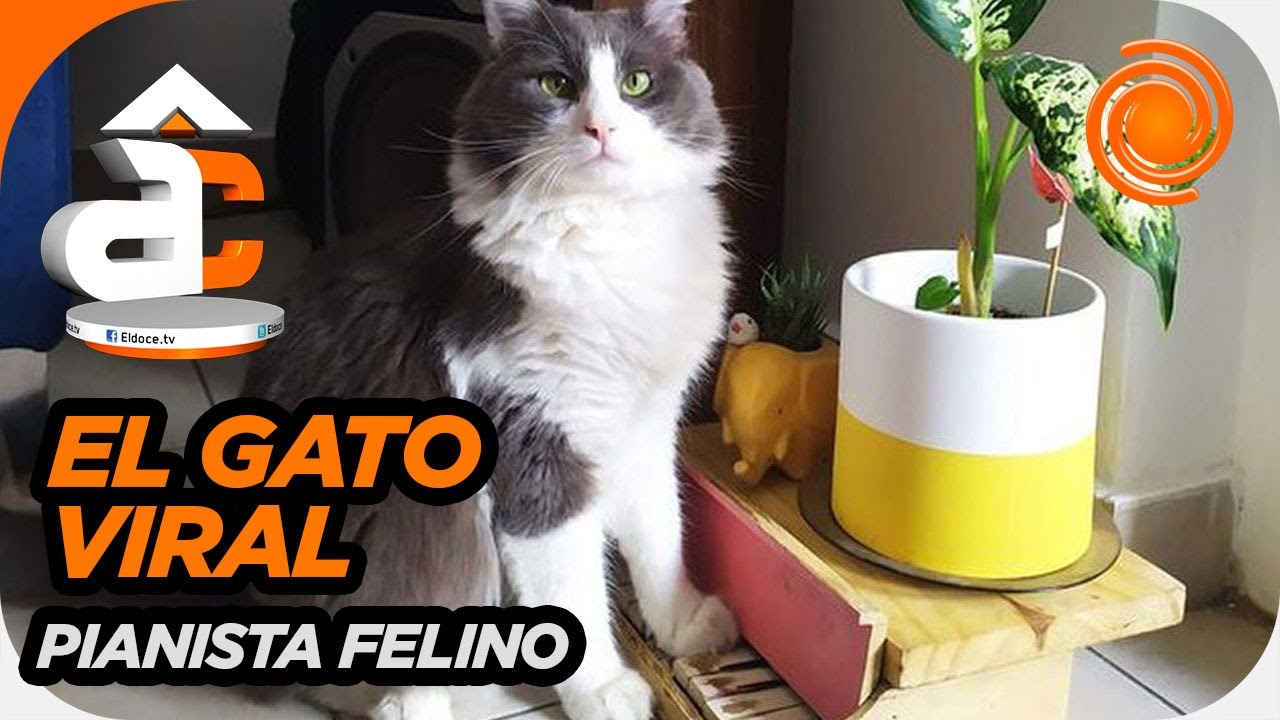 "Limón" el gato pianista que tiene más de 200.000 seguidores en sus ...