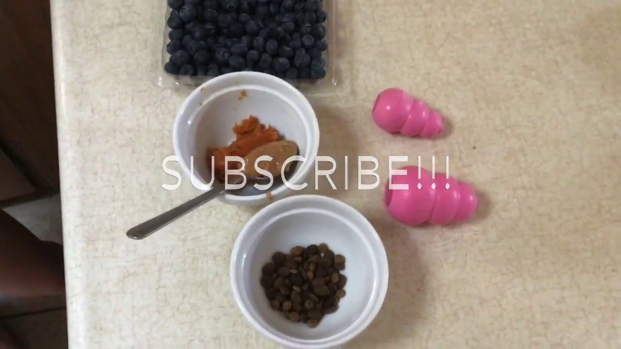 Kong Stuffing Recipe For Puppies - Collab With Animal Kingdom - YouTube