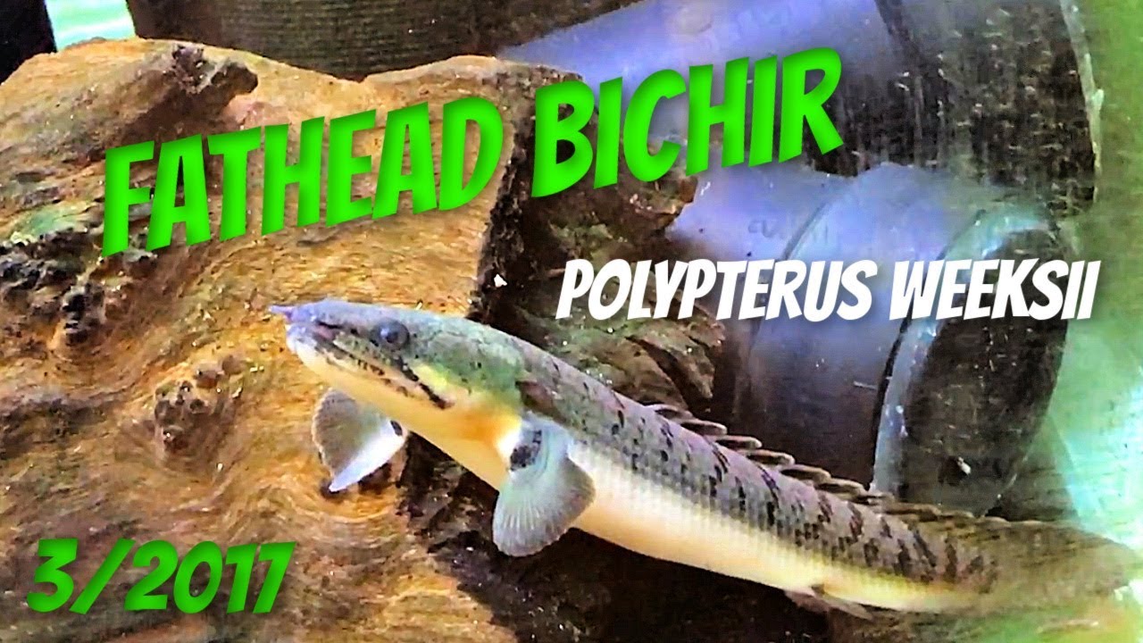 Polypterus weeksii - Fathead Bichir - YouTube