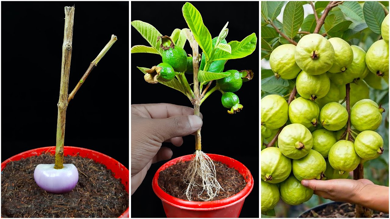 One small guava tree grow many fruits || Grow guava tree from cutting ...