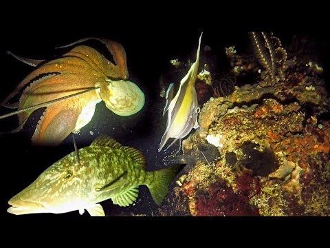 LONGNOSE EMPEROR & POGITA ANG NAHULI NAMIN SA PAMAMANA SA GABI @BORACAY ...