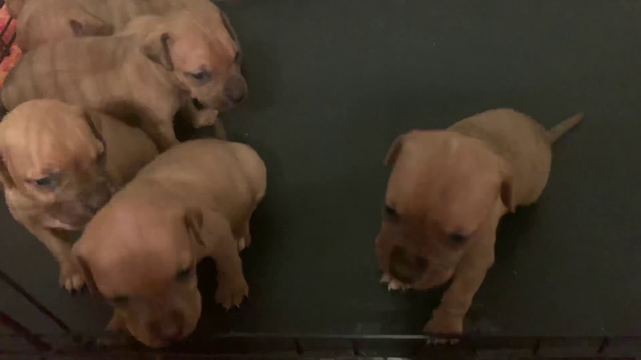 PURE TANT REDBOY JOCKO PITBULL PUPS - YouTube