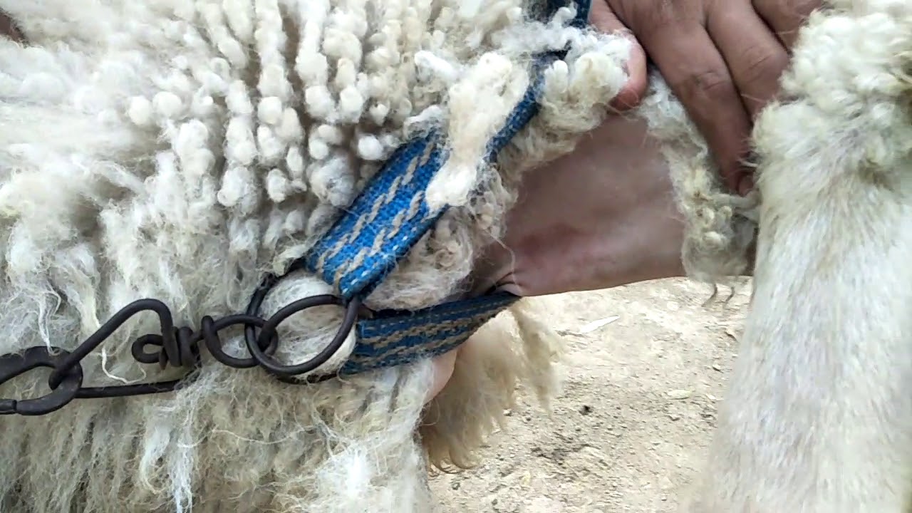 Sarcoptic Mange in sheep - YouTube