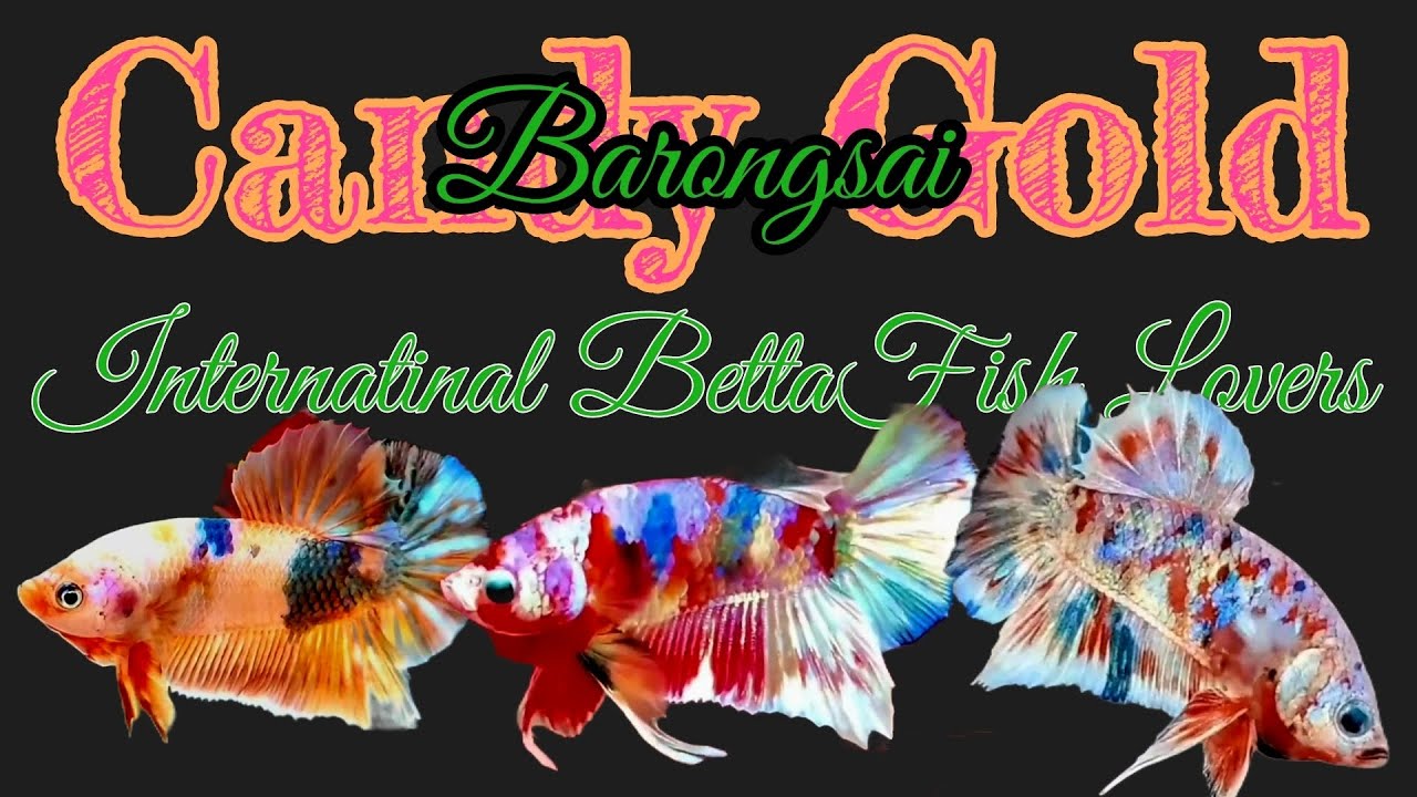"Relax with the Mesmerizing Candy Gold Betta Fish | Soothing Aquarium ...