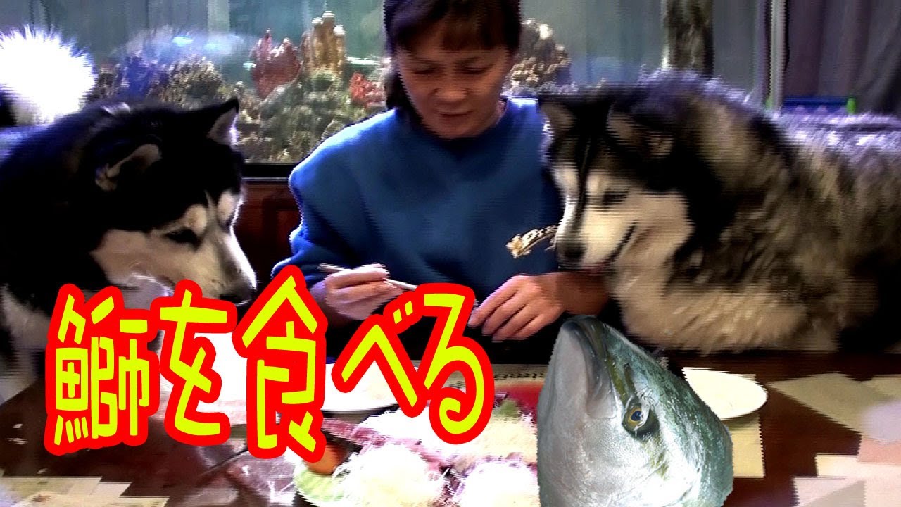 寒鰤大好きハスキー犬 yellowtail delicious I like fish husky dog sashimi - YouTube
