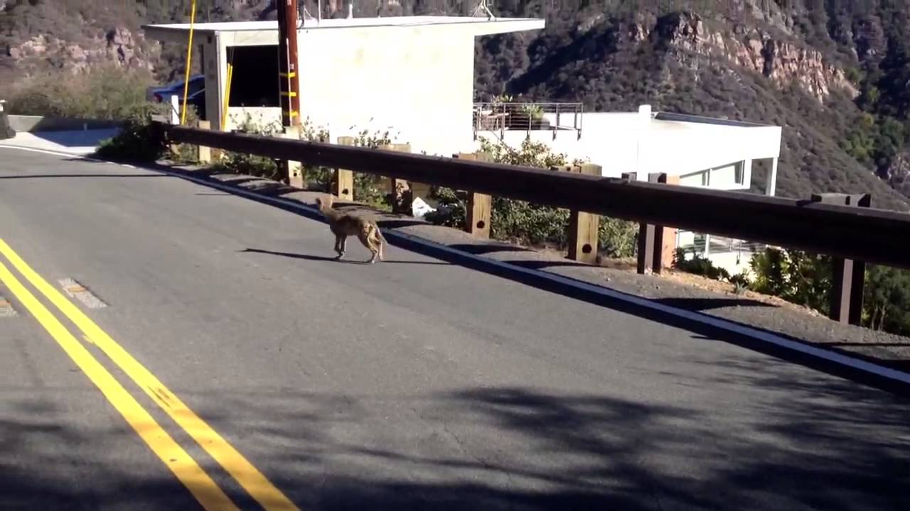 Mad, wild, vicious coyote - YouTube