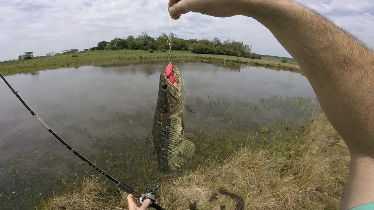 Pescando traira parte 1 - YouTube
