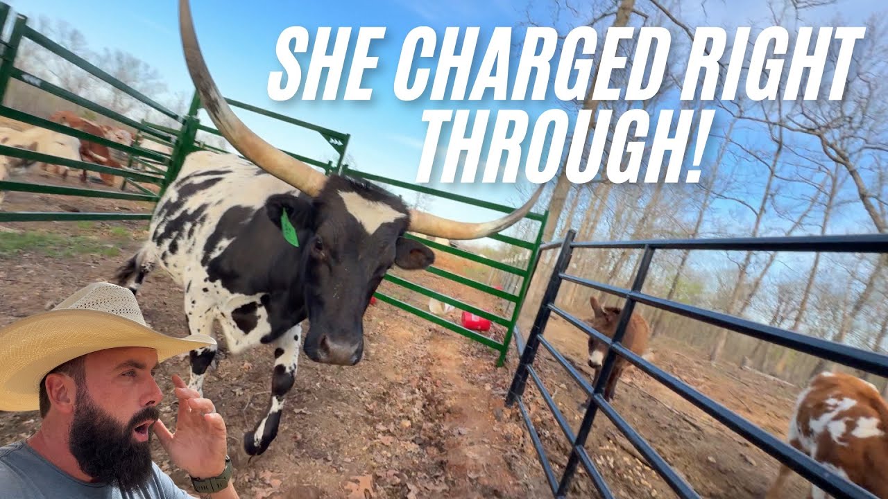 SHE WAS READY FOR ME! (Meanest Cow On Farm) - YouTube