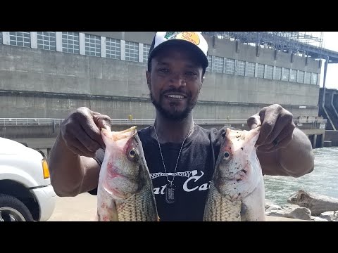 Catching decent sized Striped Bass Below Pickwick Dam in TN - YouTube