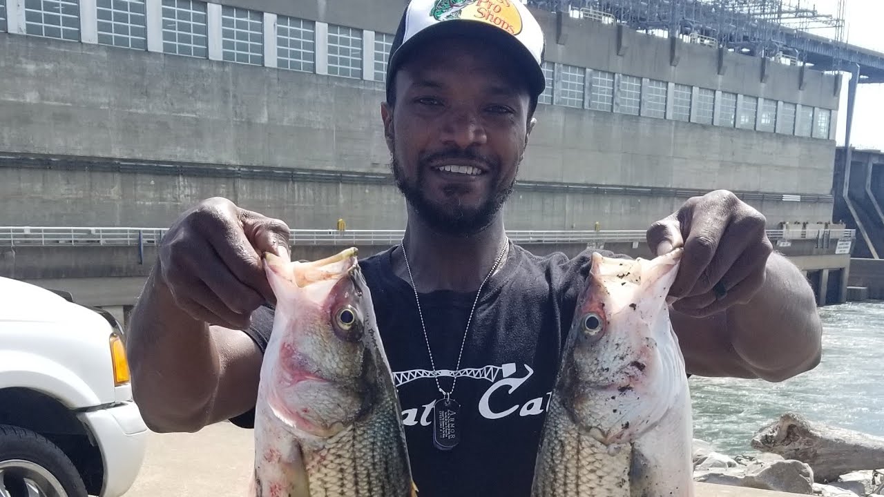 Catching decent sized Striped Bass Below Pickwick Dam in TN #pickwick # ...
