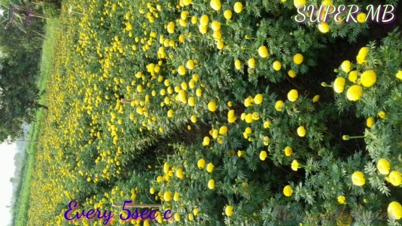 Marigold flower gadha fool red marigold - YouTube