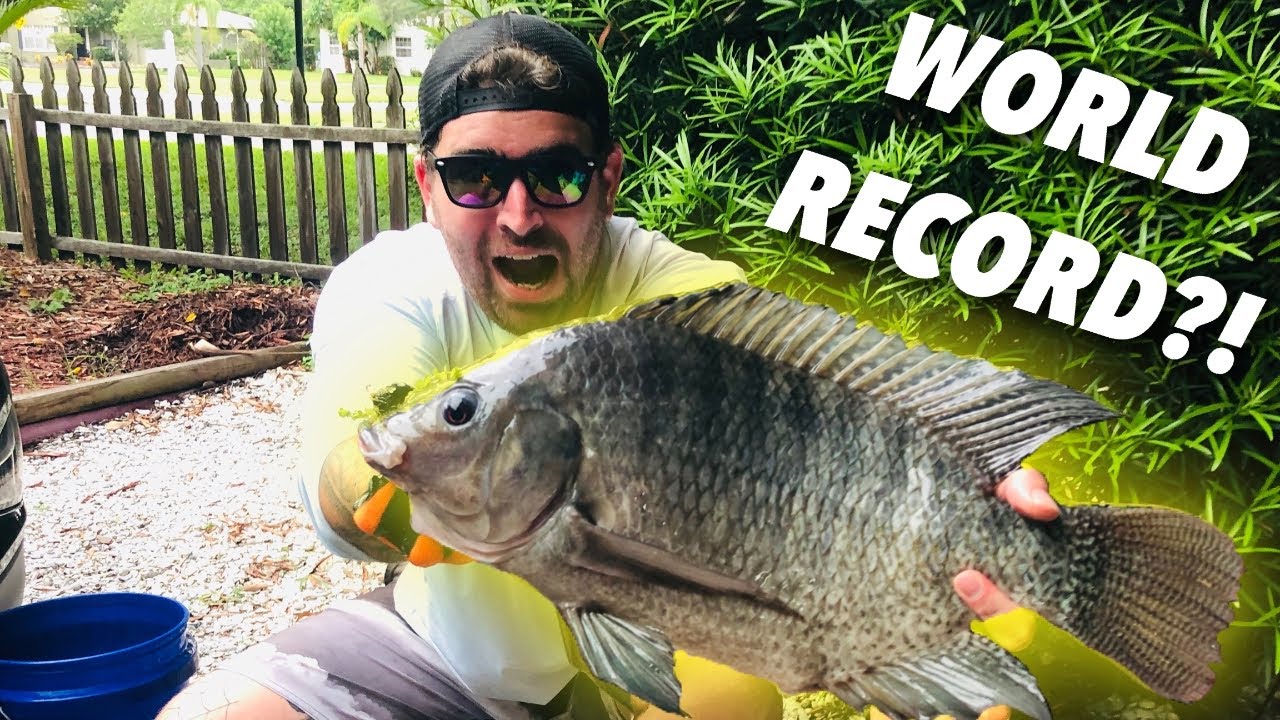 Tank Buster Fish caught for DIY mini FISH POND! - YouTube