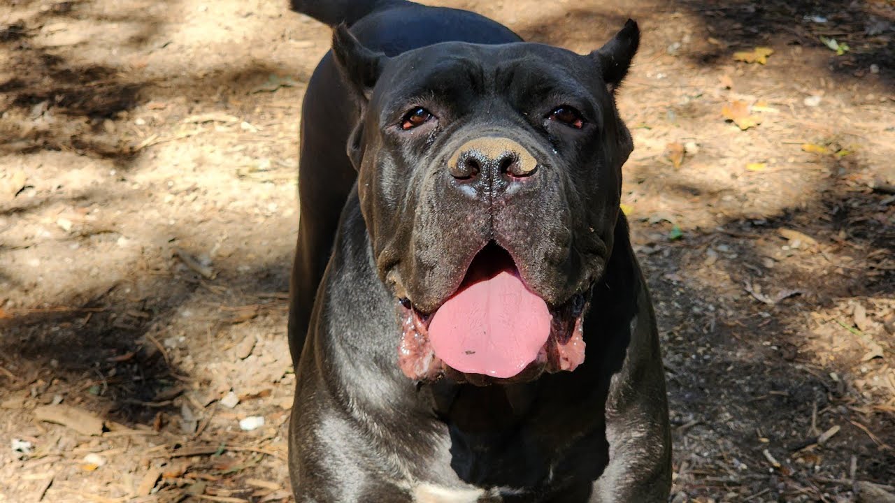This dog lived to 29 years old. Here's why. - YouTube