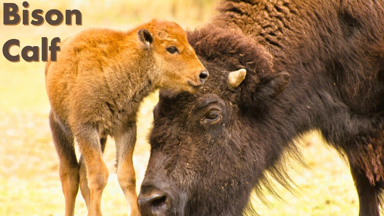 Baby Bison | Calves | #36 | 'Baby Animals Series' | 'Wilderness ...
