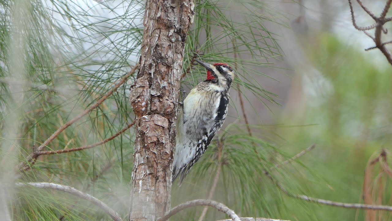 Yellow-bellied Sapsucker hops from tree to tree - YouTube