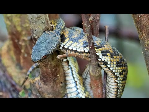 Sleeping Juvenile Shore Pit Viper | Mangrove Pit Viper | Wildlife in ...