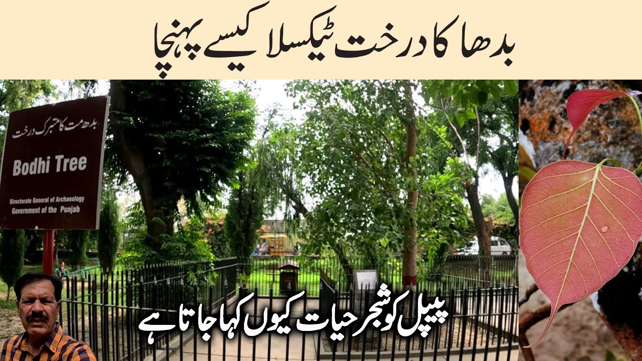 How Did Buddha's Sacred Tree Reach Taxila I Bodhi Tree I Living ...
