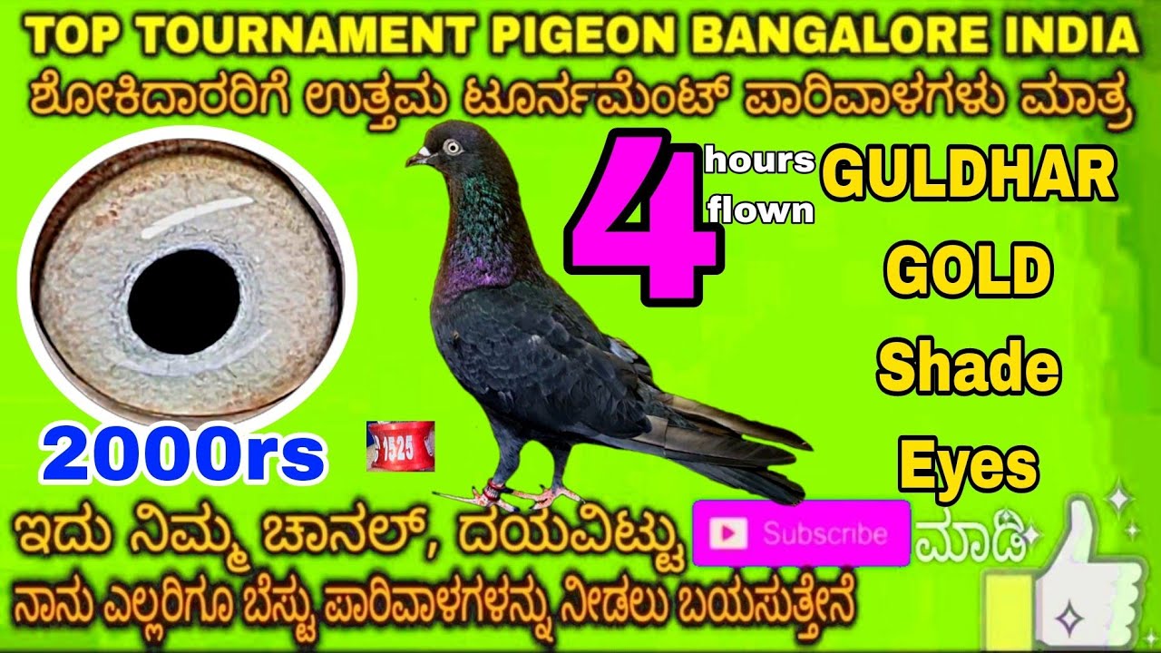 GULDHAR MALE 4 HOURS FLOWN 2000RS - YouTube