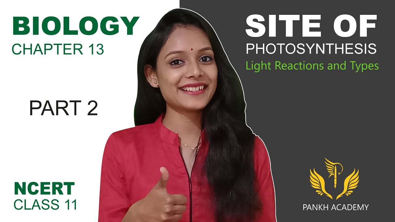 SITE OF PHOTOSYNTHESIS, LIGHT REACTION AND TYPES | Biology Class 11 ...