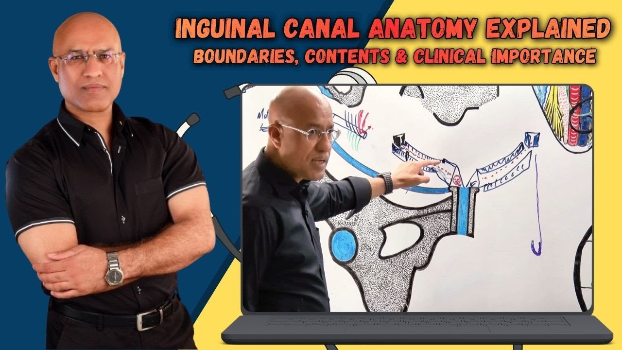 Inguinal Canal Anatomy Explained | Boundaries, Contents & Clinical ...