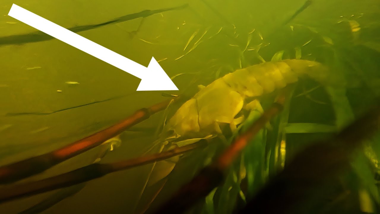This Is What Floods Do To Aquatic Life In A Flooded Swamp - YouTube