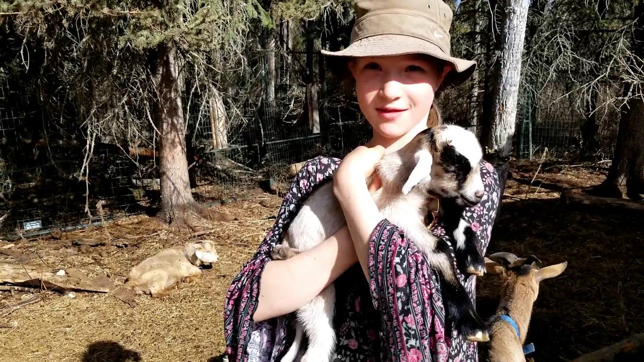 A Story of our Orphan Goat Kid! - YouTube