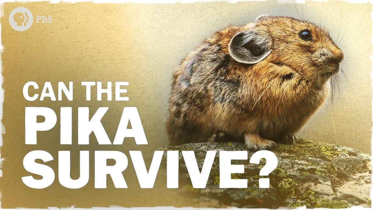 How the Pika Adapts to Climate Change | Hot Mess 🌎 - YouTube