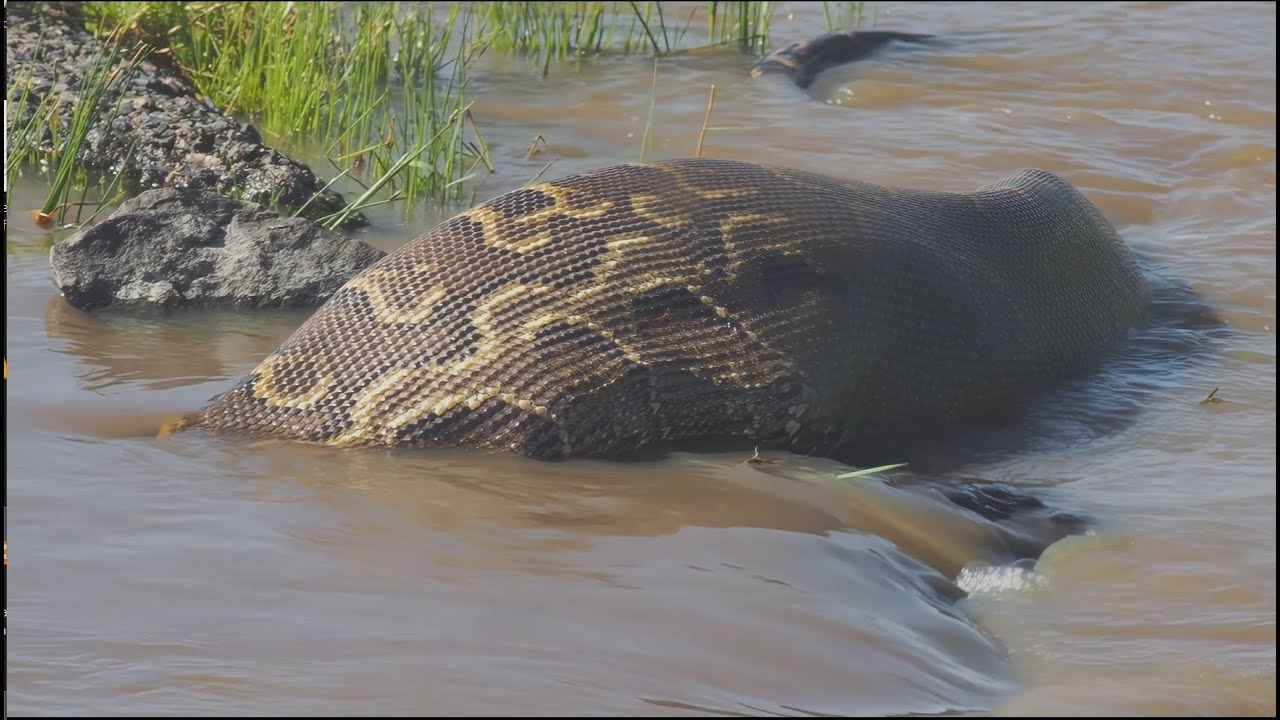 Python Swallowed Hyena (AI UPSCALED 4k/60FPS) - YouTube