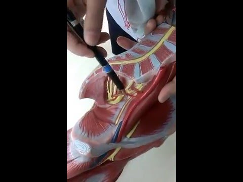 ALT EKSTREMİTE DAMARLARI VE SİNİRLERİ