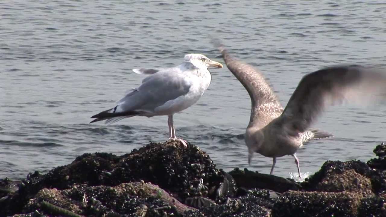 Birds in Halifax - Canada HD Travel Channel - YouTube