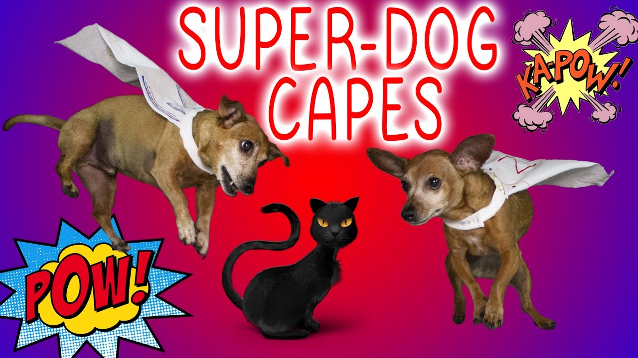 Turning our Dogs into Superheros! // DIY doggie capes - YouTube