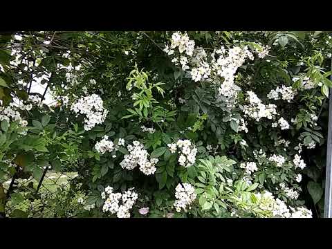 Yabani çiçek-yabani çiçekler-yabani çiçek video-yabani çiçek resmi