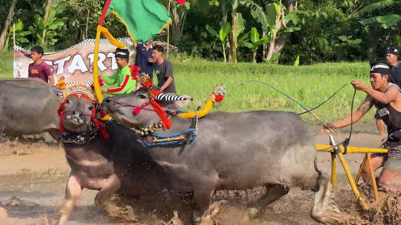 TRADISI MAKEPUNG LAMPIT - YouTube