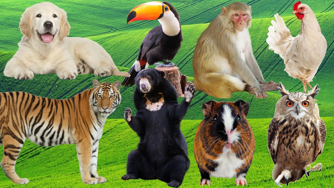 Explore Wild Animal Sounds: Dog, Tiger, Bear, Monkey, Chicken, Hamster ...