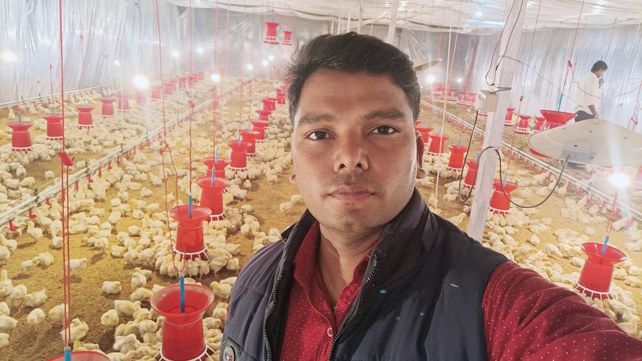 EC Poultry farming 225×45| 13000 Birds capacity| Chicks placement| KS ...